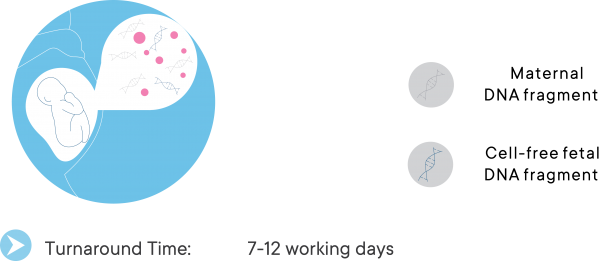 Non-Invasive Prenatal Paternity Test (NIPPT) – Bumi Genomics