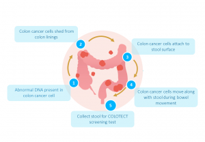 COLOTECT Colorectal Cancer Screening Test – Bumi Genomics